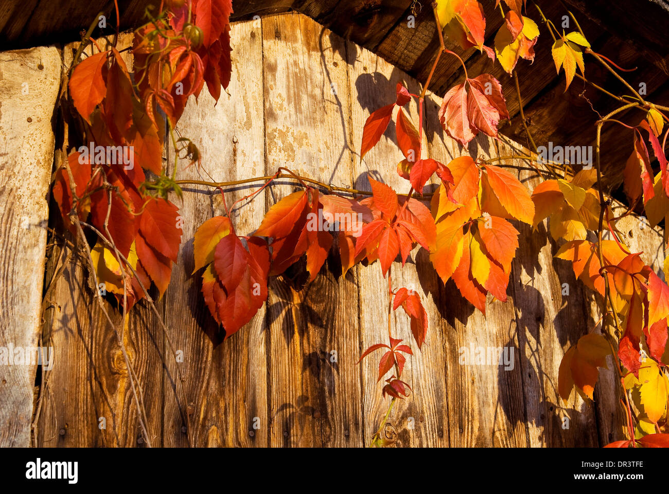 Autumn colors, the leaves of wild grapes Stock Photo - Alamy