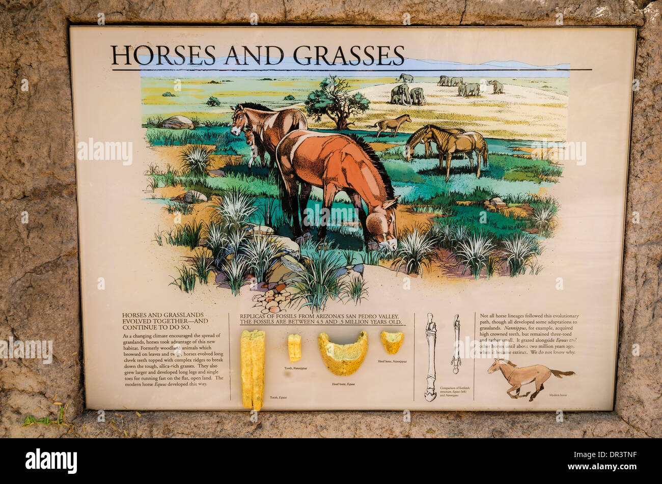 Interpretive display at the Arizona-Sonora Desert Museum, Tucson ...
