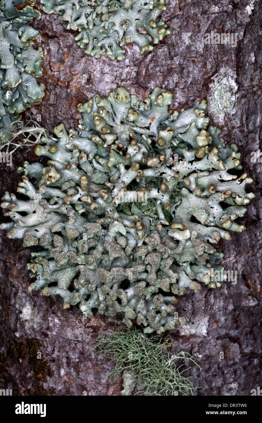 Lichen habitats hi-res stock photography and images - Alamy