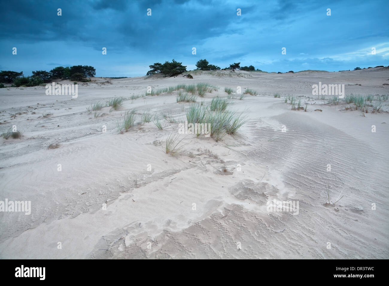 Sandy grass texture hi-res stock photography and images - Alamy