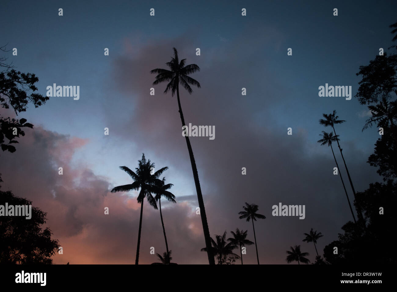 Twilight on Cocora Valley with colombian national tree, the "palma de ...