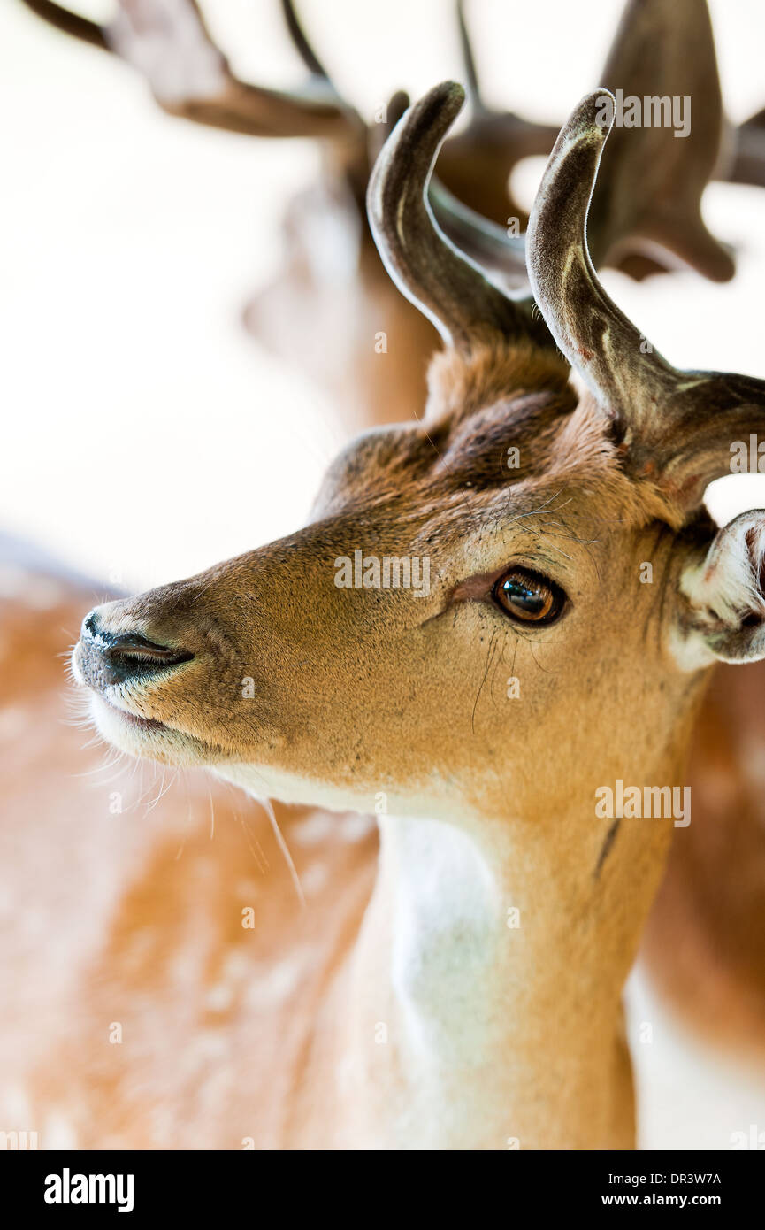 Fallow Deer in Bushy park, London Stock Photo - Alamy