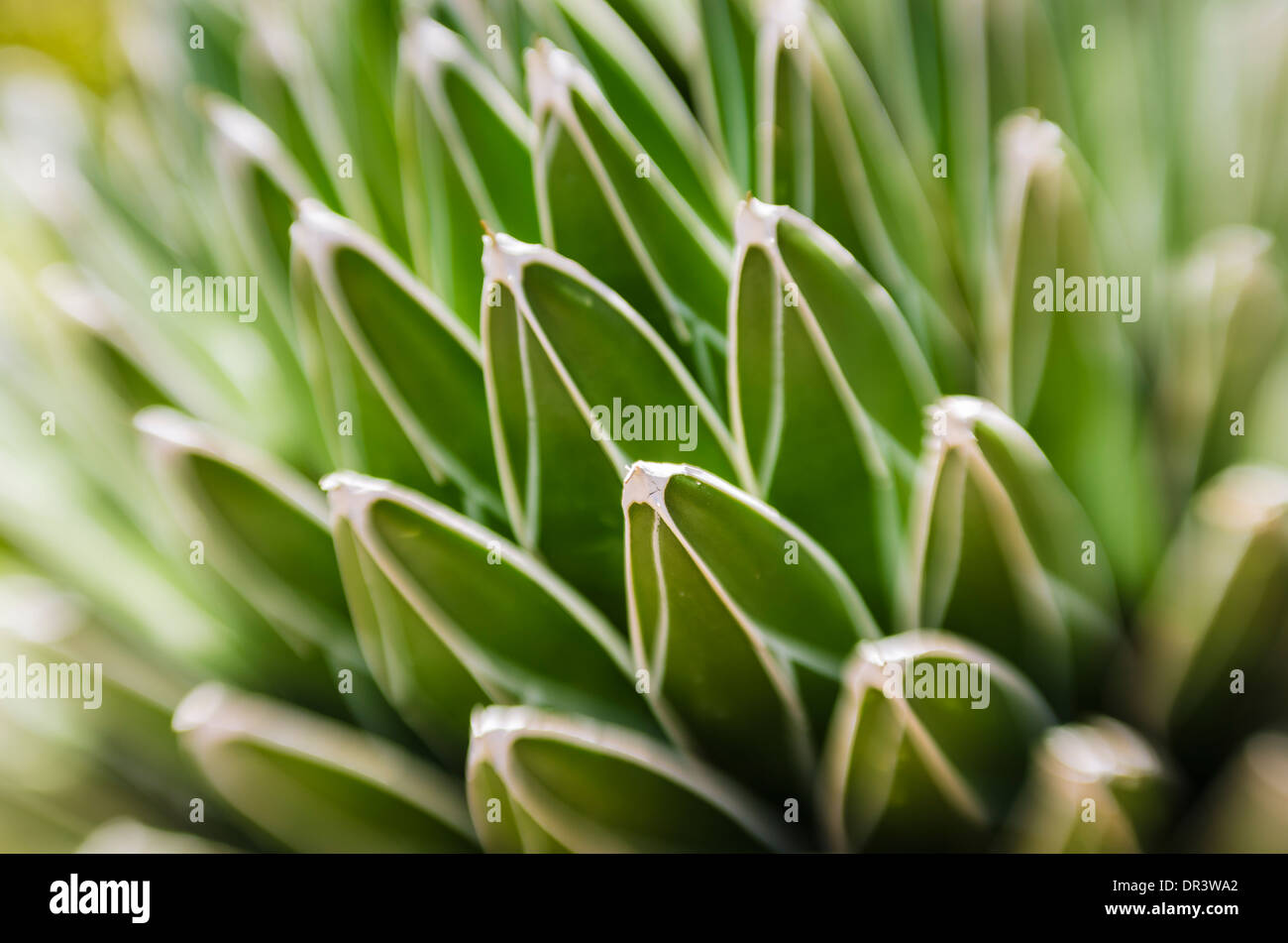 Victorias deserts hi-res stock photography and images - Alamy