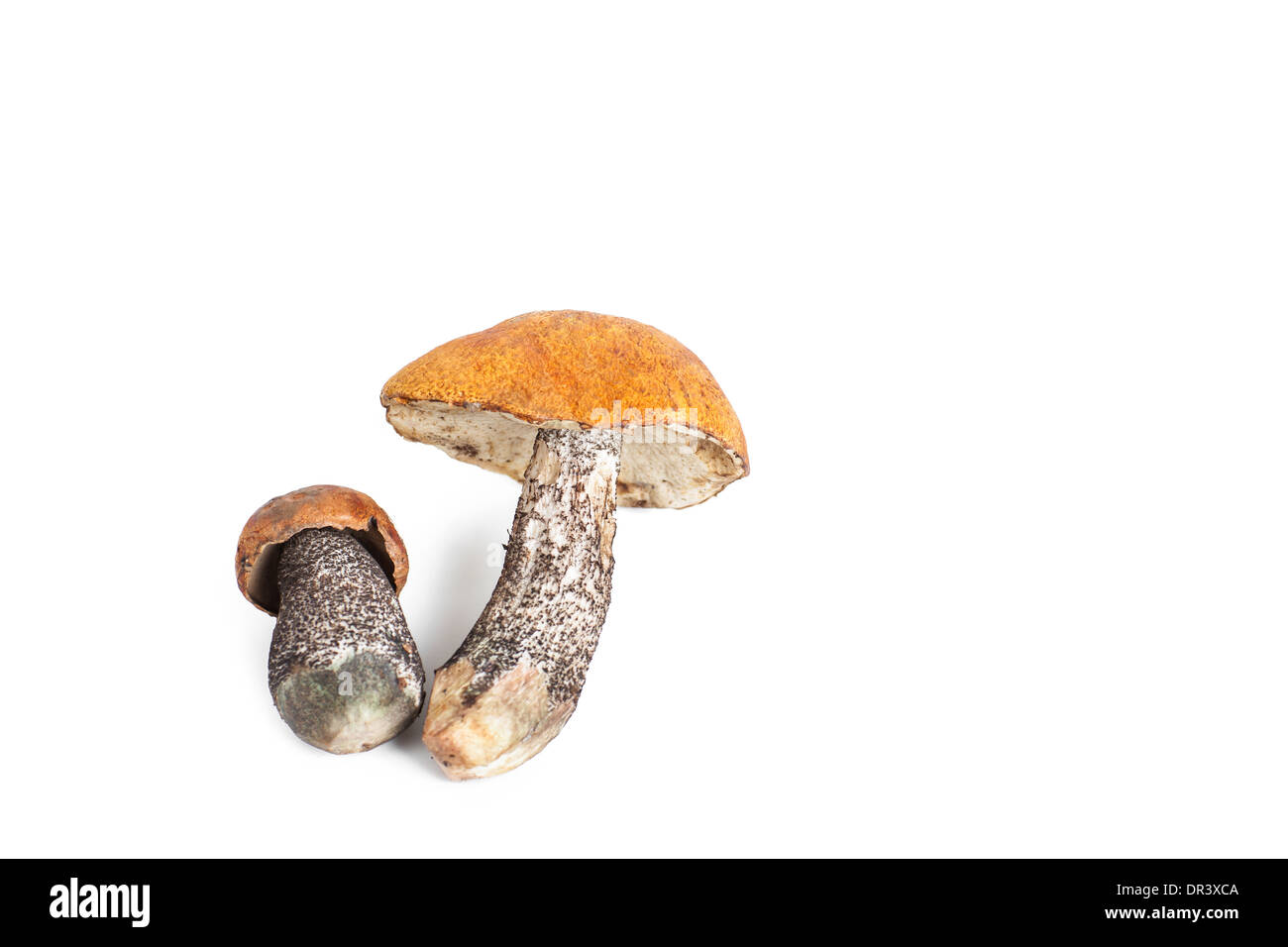 Orange cap boletus closeup on white background Stock Photo - Alamy