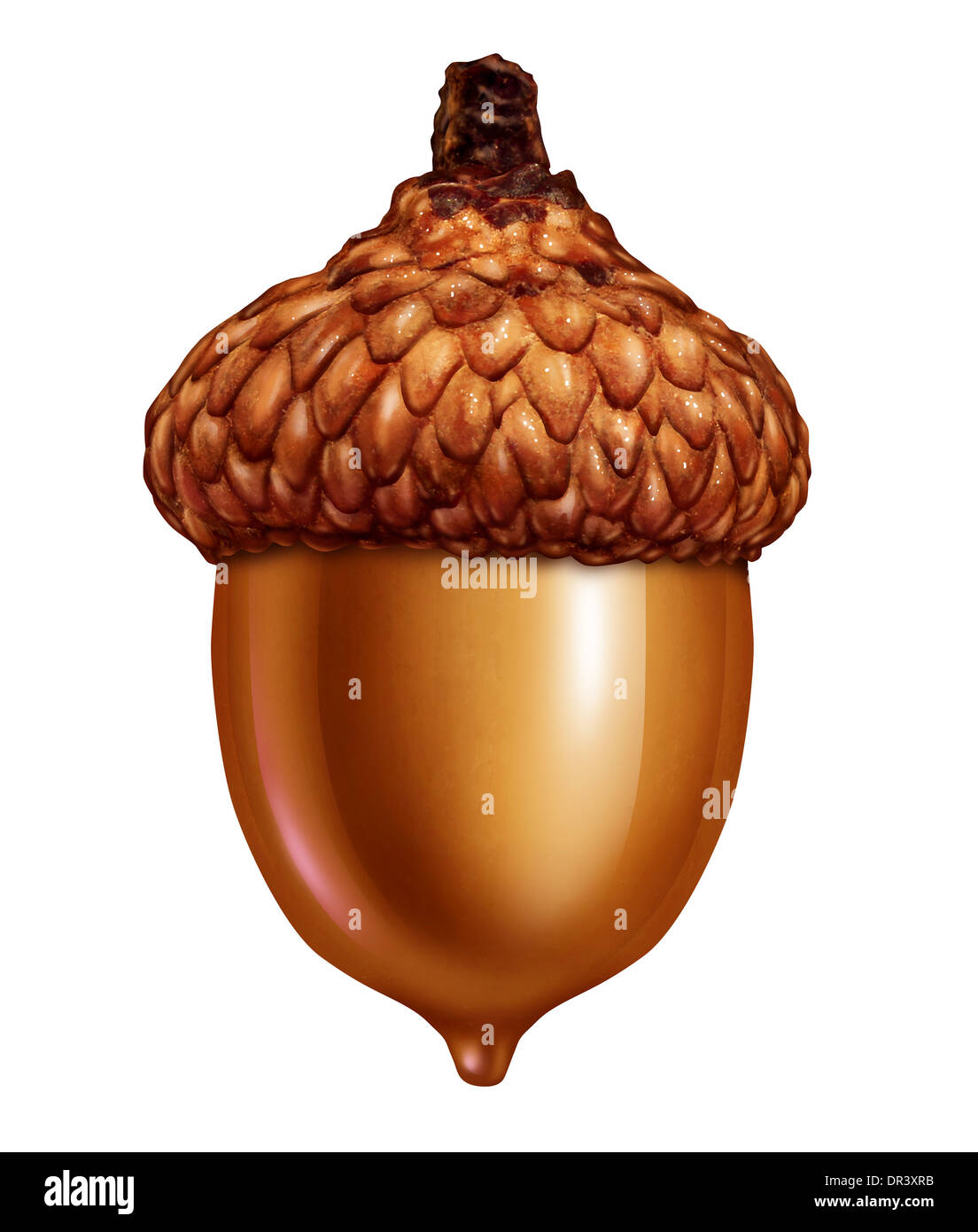 Acorn symbol hi-res stock photography and images - Alamy