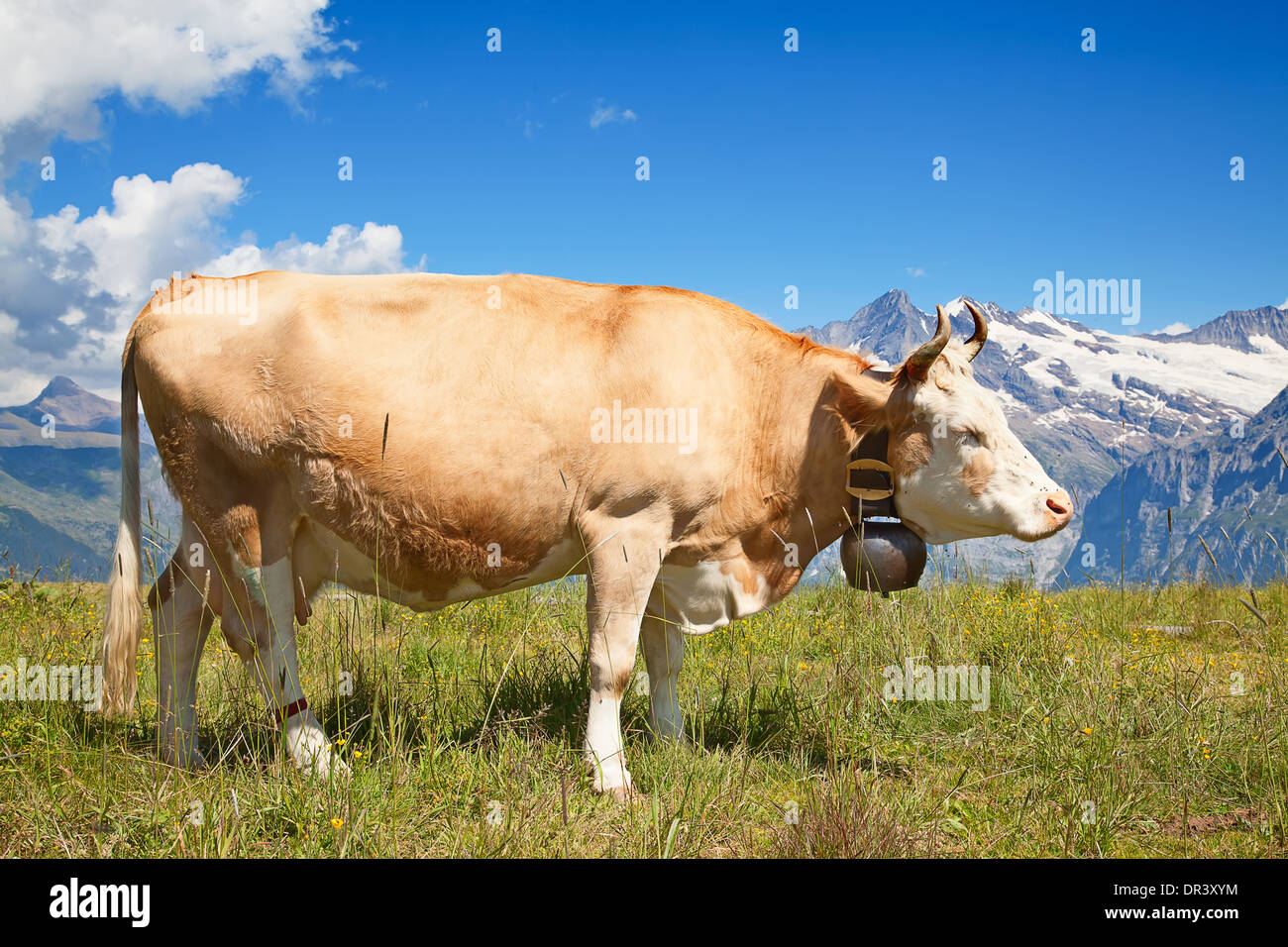 Swiss cow in the alps Stock Photo - Alamy