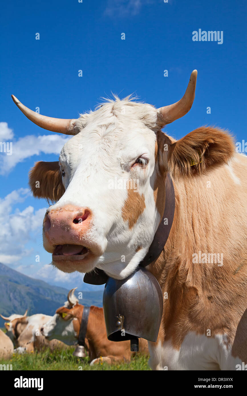 Swiss cow in the alps Stock Photo - Alamy