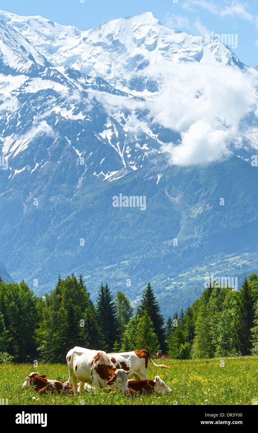 Herd cows on blossoming glade and Mont Blanc mountain massif (Chamonix ...