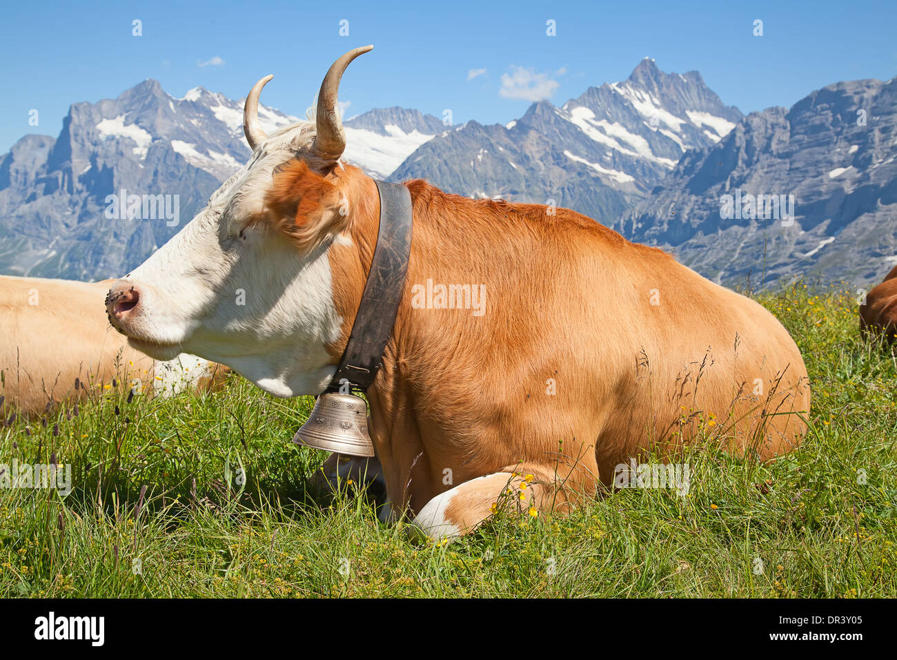 Swiss cow in the alps Stock Photo - Alamy
