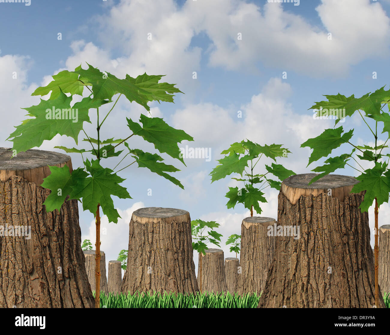 Renewable resources as a concept for sustainable forest management with ...