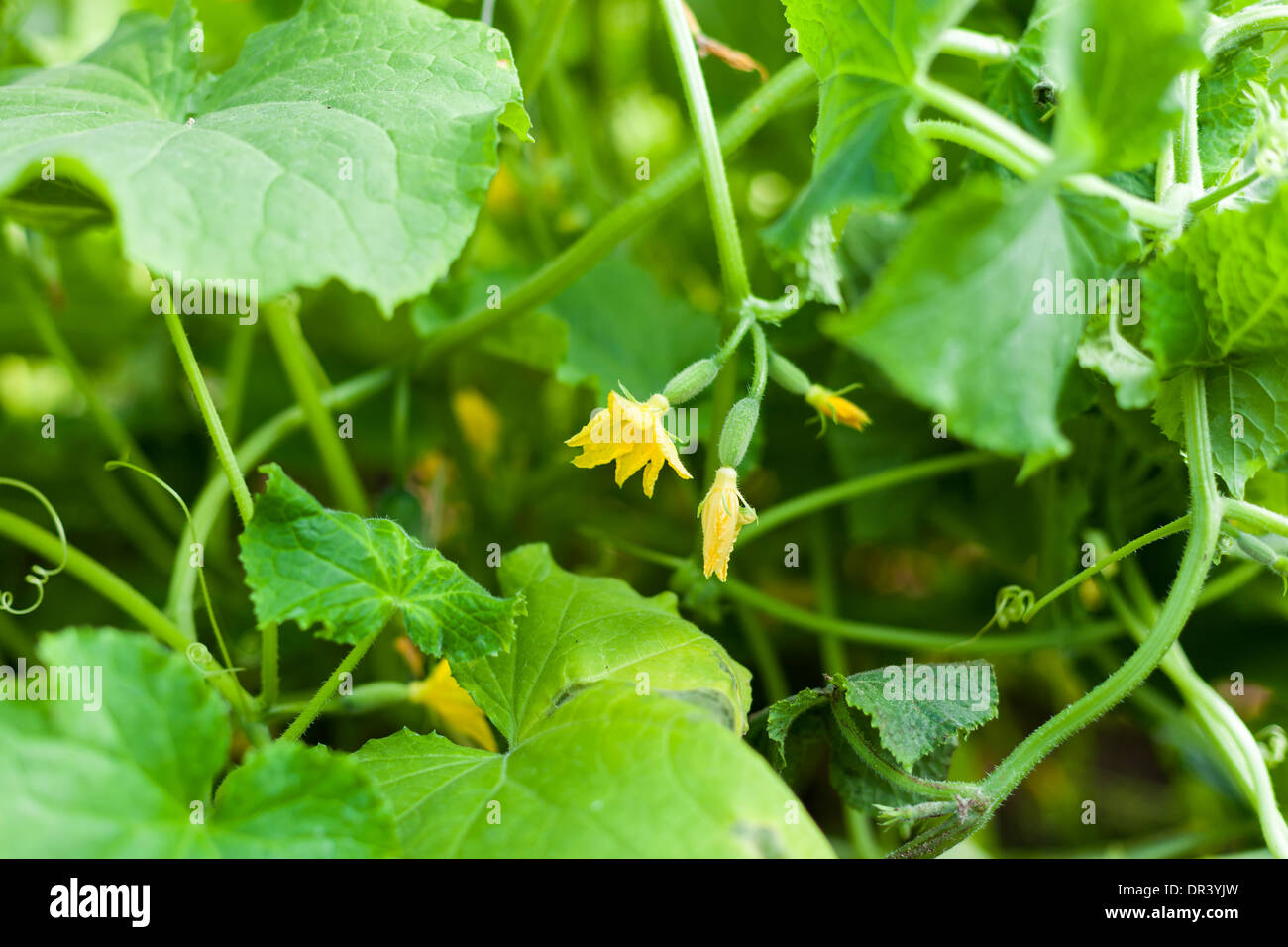 Flower of cucumber growing on beds in the garden, closeup Stock Photo ...
