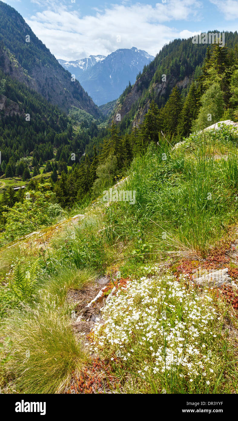 Summer mountain landscape with forest on slope and white flowers in ...