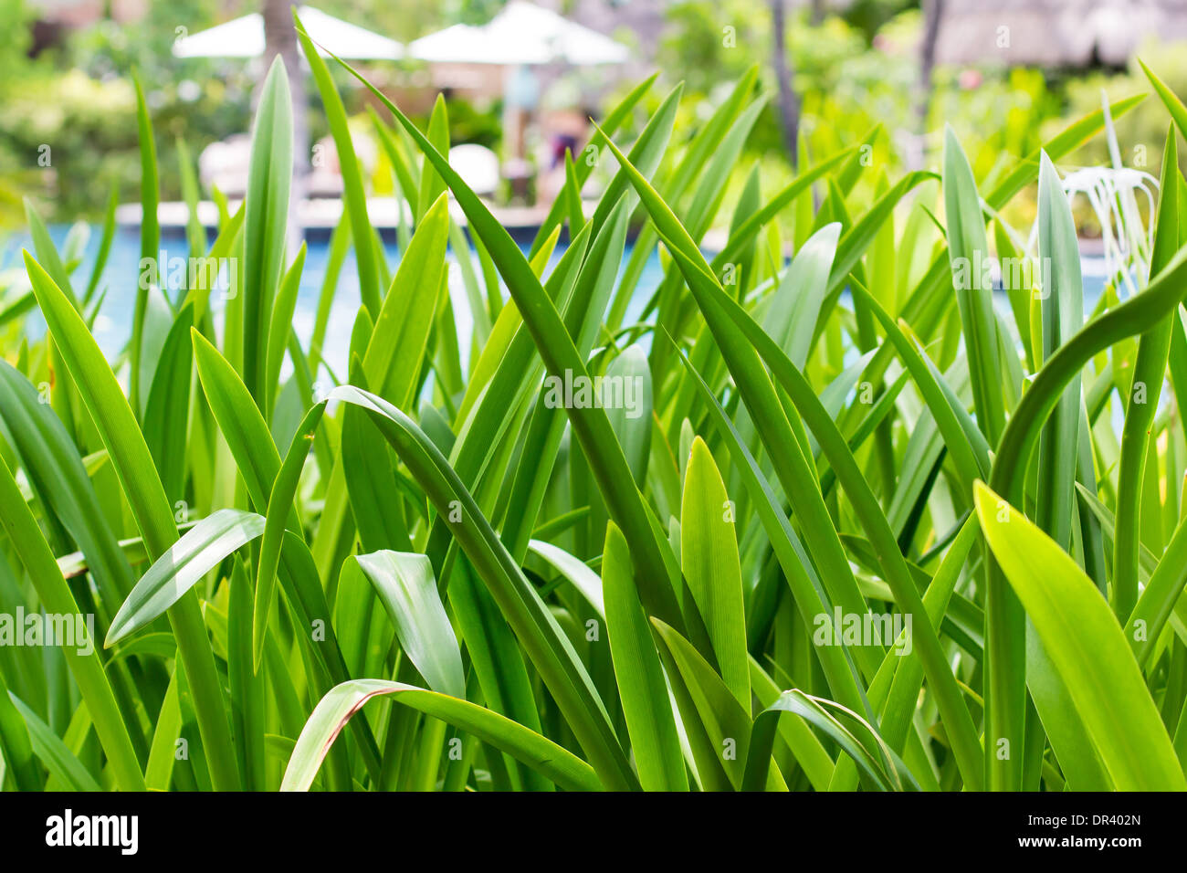 Green tropical leafs, outside Stock Photo - Alamy