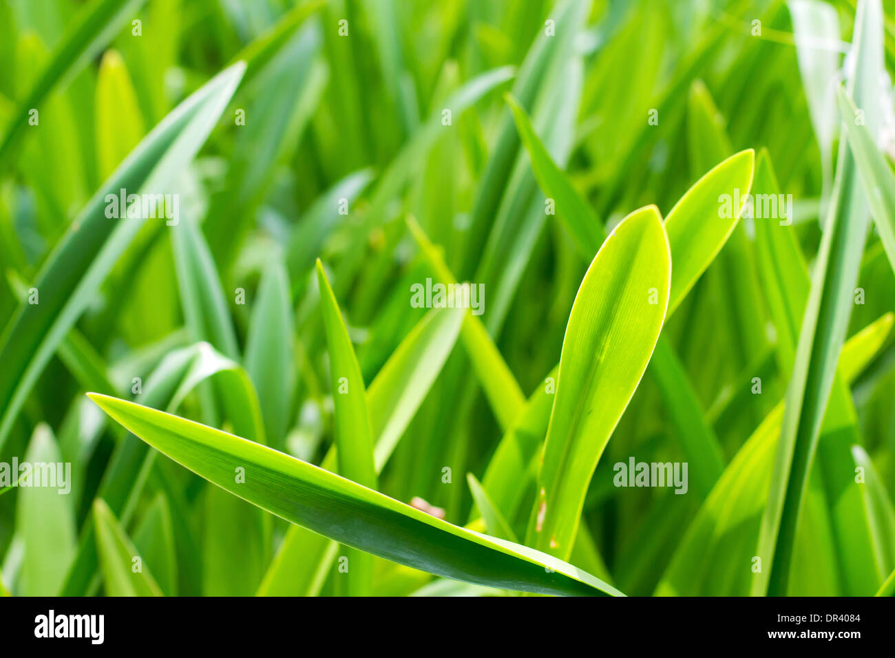 Green tropical grass hi-res stock photography and images - Alamy
