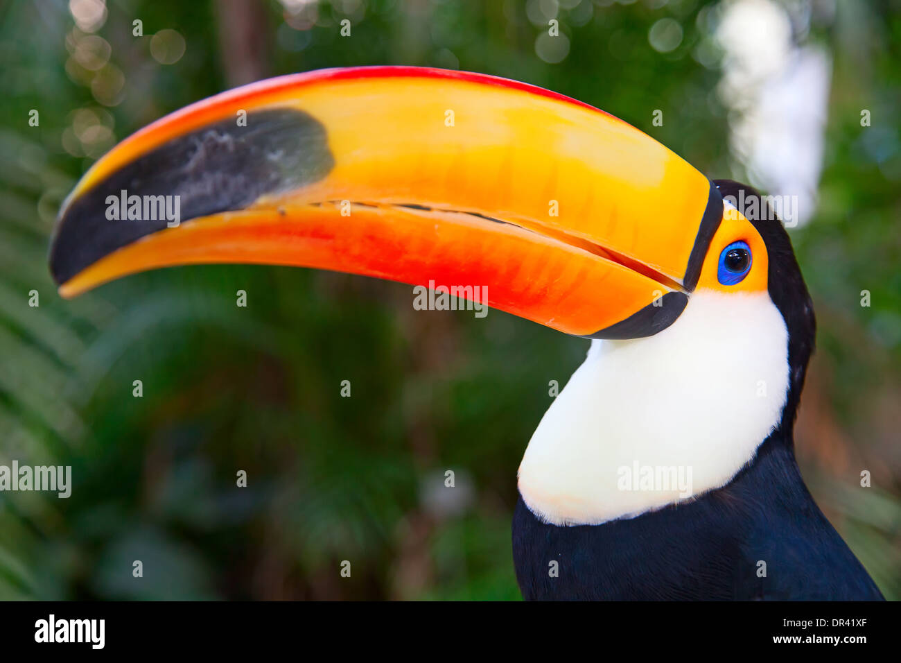 Colorful tucan in the aviary Stock Photo - Alamy