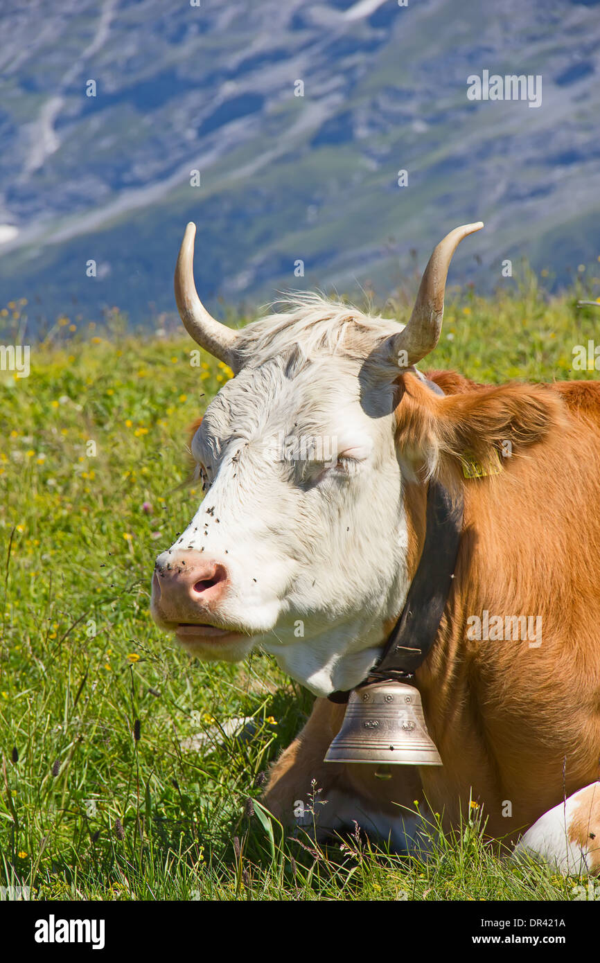 Swiss cow in the alps Stock Photo - Alamy