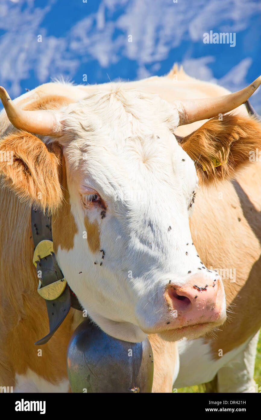 Swiss cow in the alps Stock Photo - Alamy