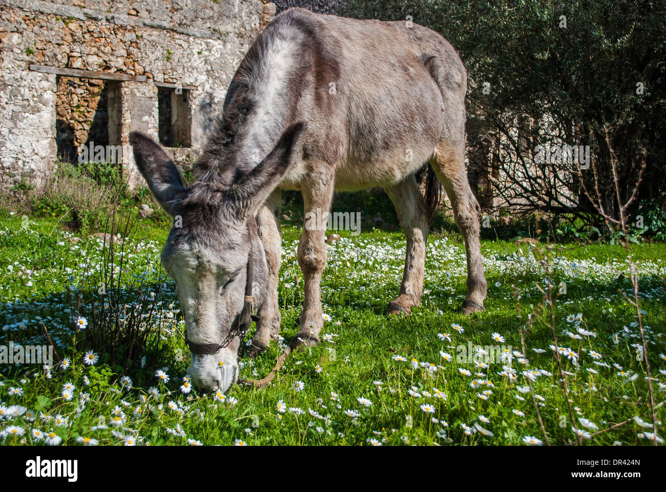 Donkey food hi-res stock photography and images - Alamy