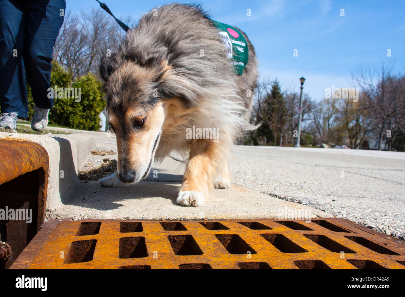 Logan the sewage Sniffing Dog investigating a stormsewer for human ...