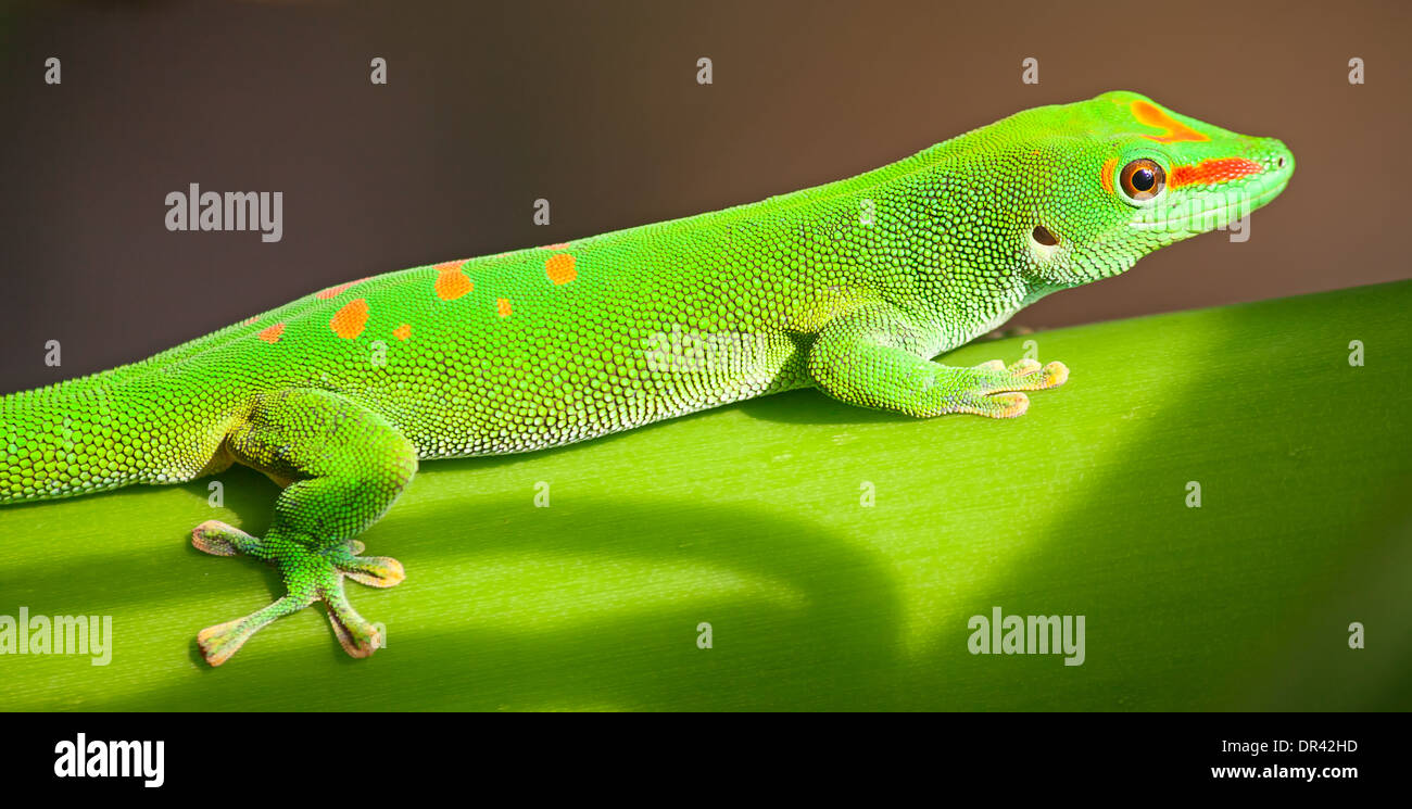 Green gecko on the tree (Zurich zoo Stock Photo - Alamy