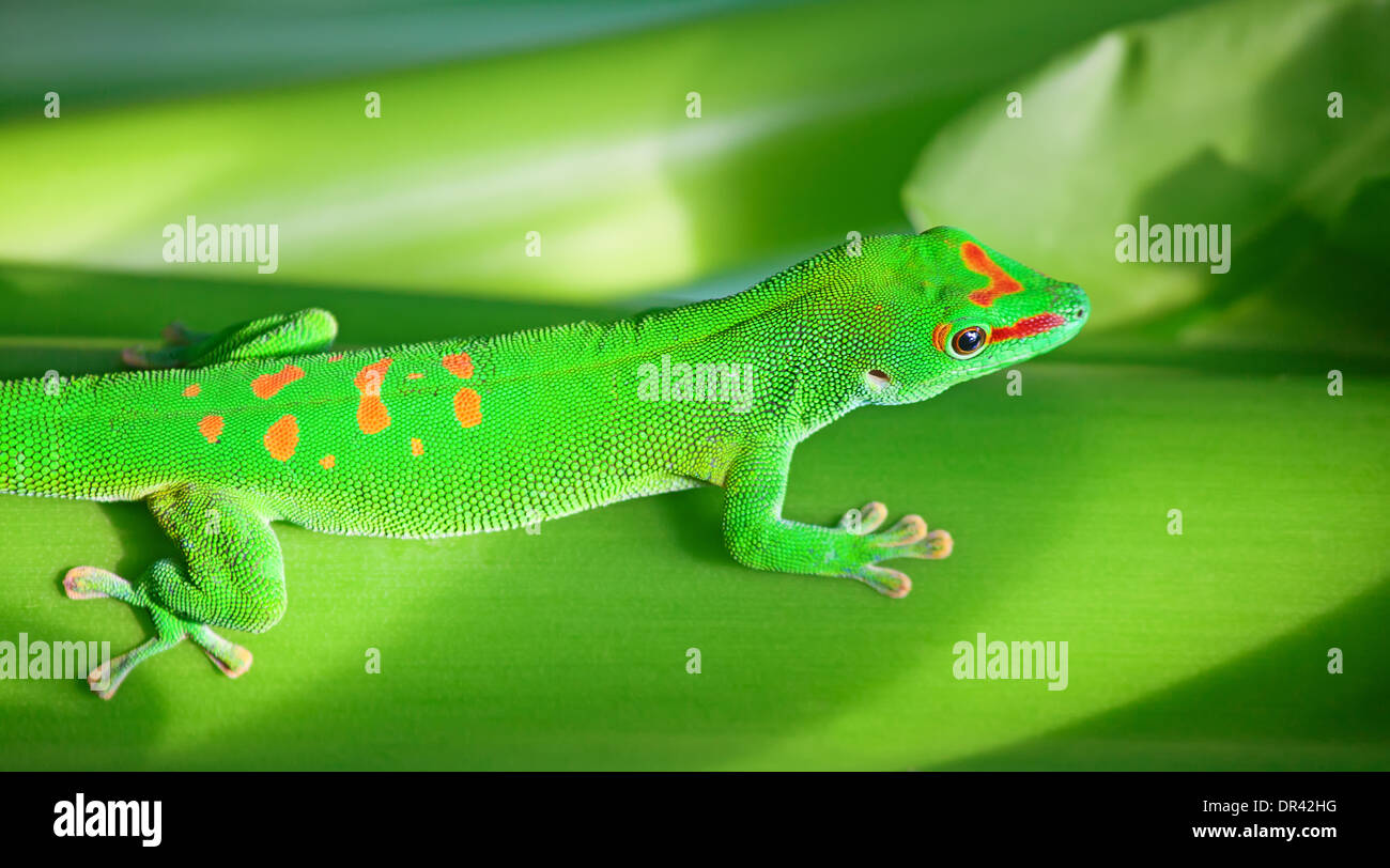 Green gecko on the tree (Zurich zoo Stock Photo - Alamy