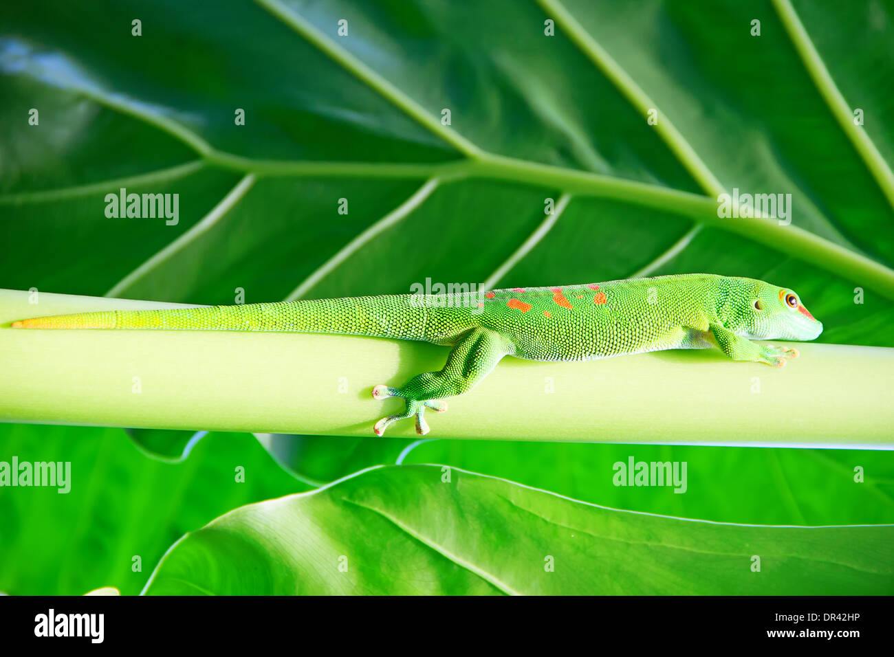 Green gecko on the leaf (Zurich zoo Stock Photo - Alamy