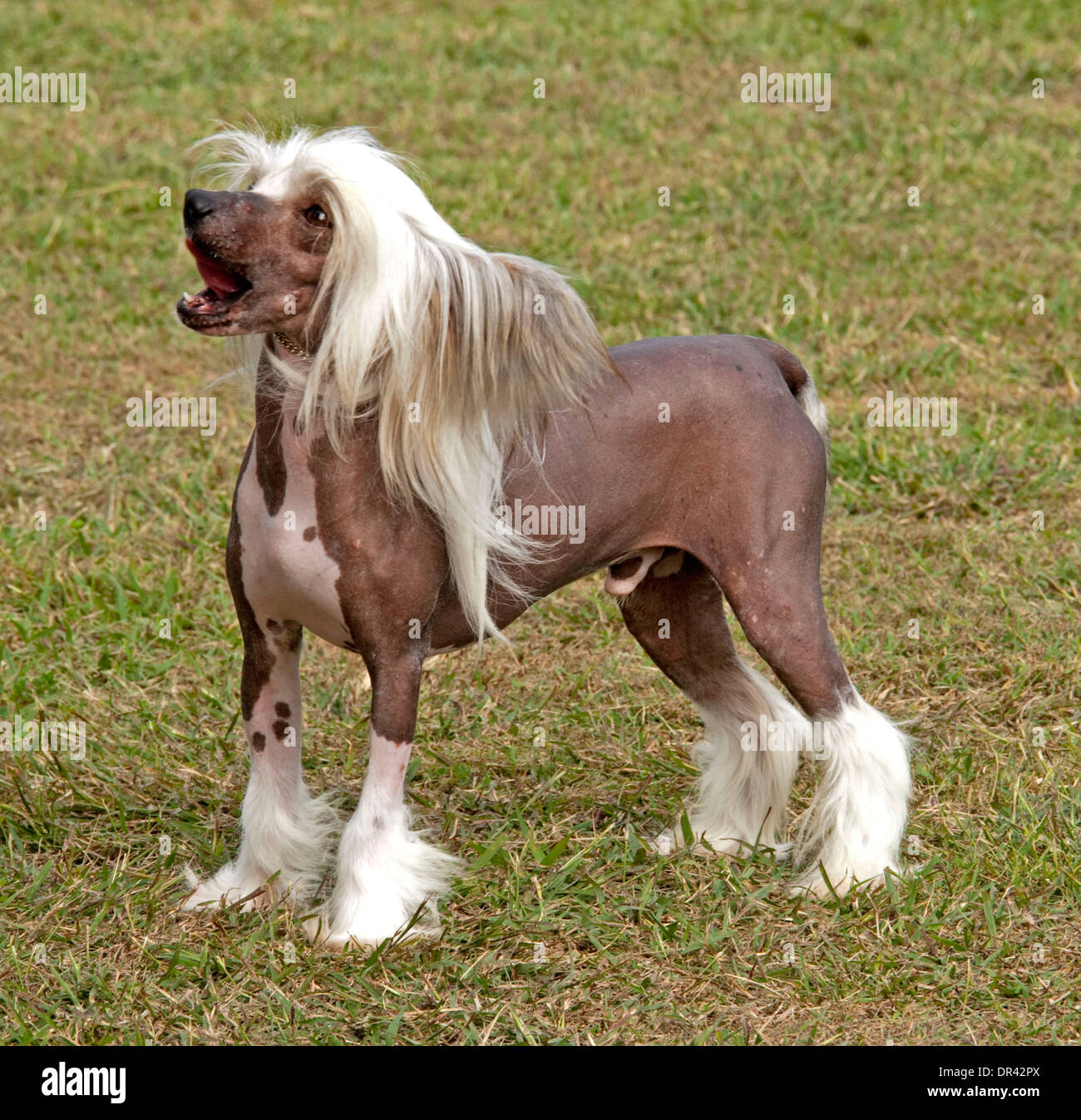 Rare and unusual male Chinese crested dog with brown hairless body and ...