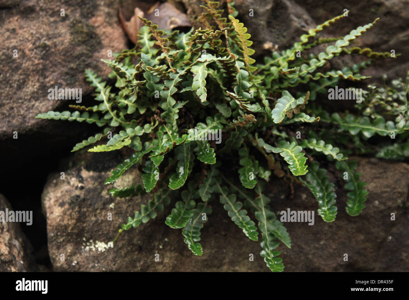 Rusty-back fern, Ceterach officinarum Stock Photo - Alamy