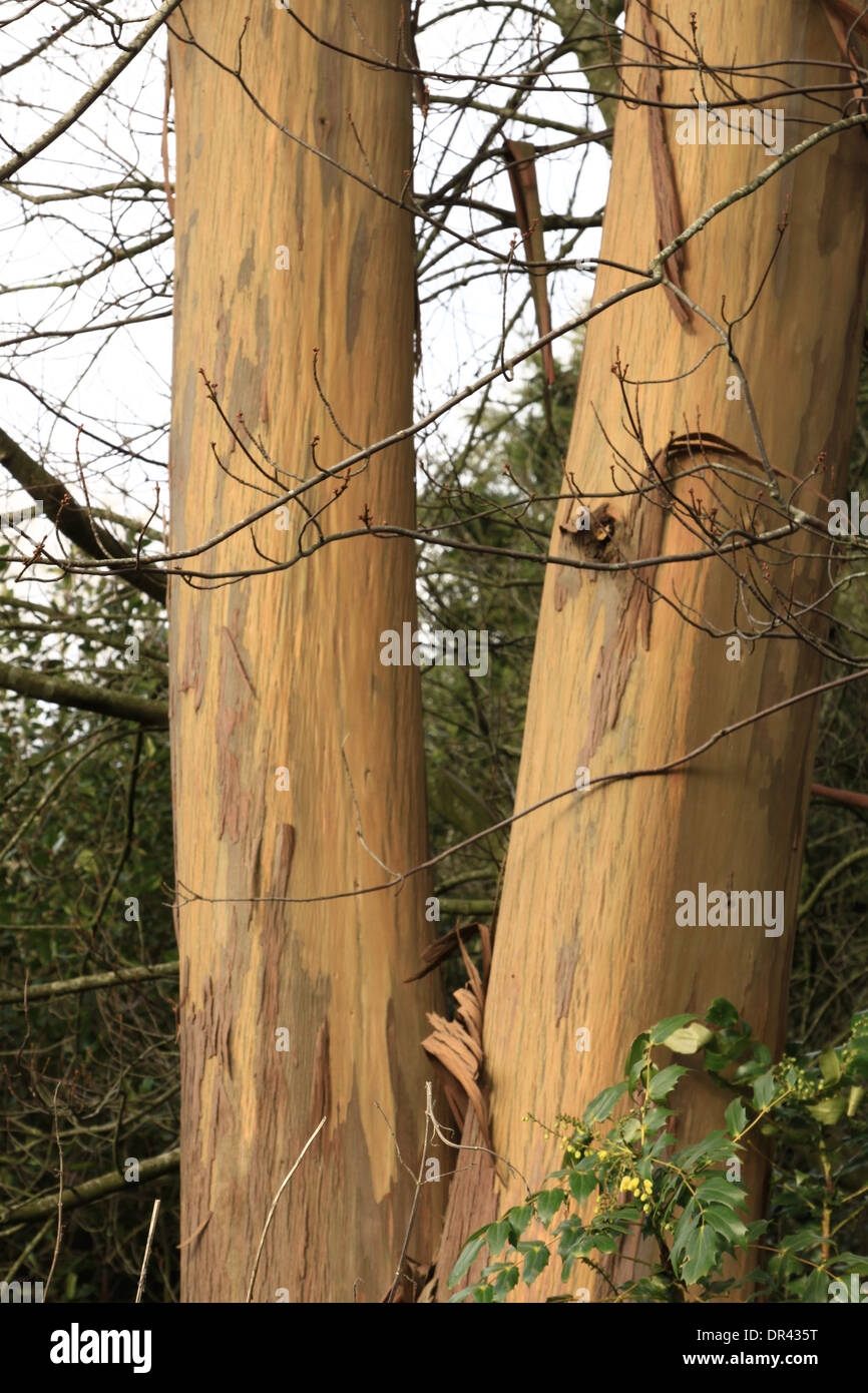 Eucalyptus tree peeling bark hi-res stock photography and images - Alamy