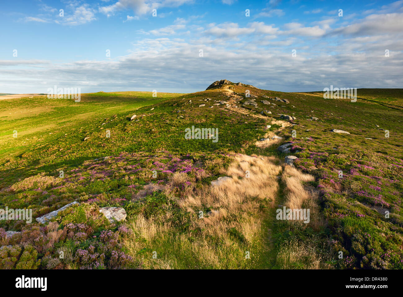View overlooking West Penwith Moorland. A mix of Heather, Gorse and ...