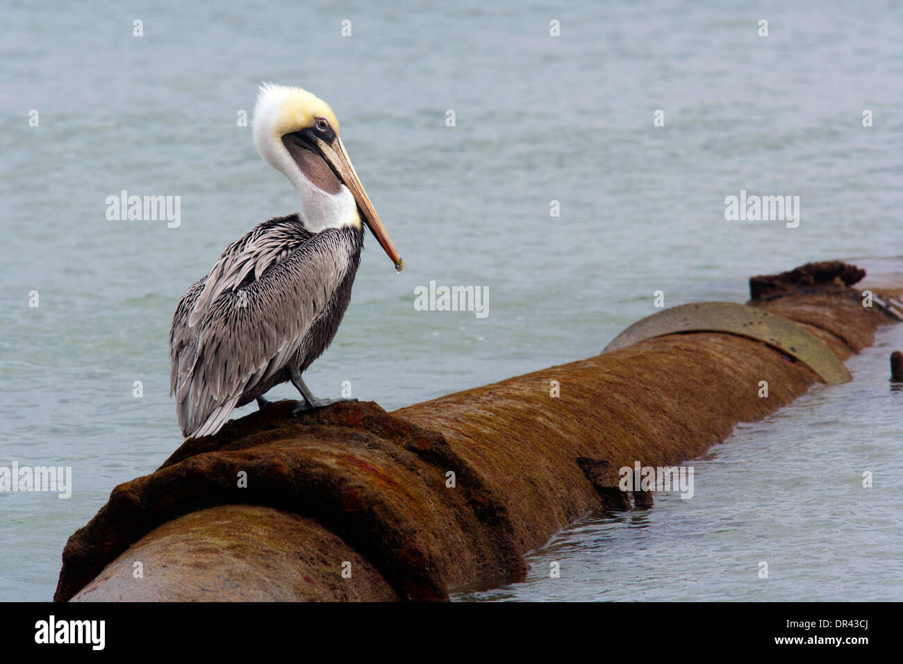 Brown Pelican - Florida, USA Stock Photo - Alamy
