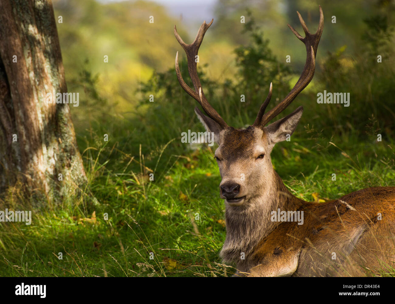 Wild stag sitting in grass Stock Photo - Alamy