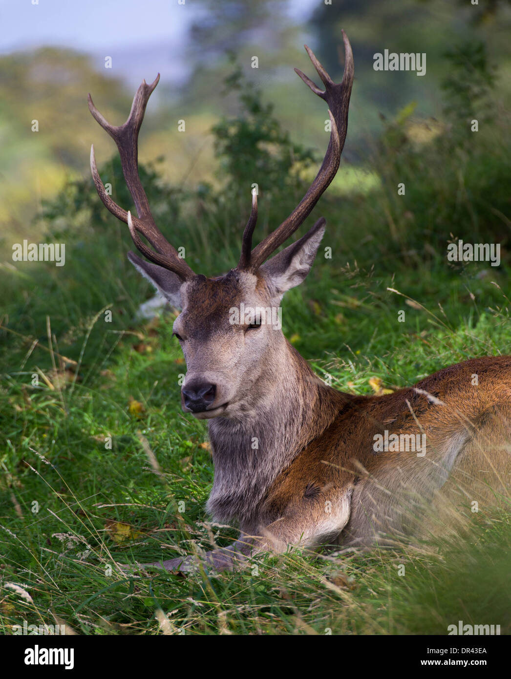 Wild stag sitting in field Stock Photo - Alamy