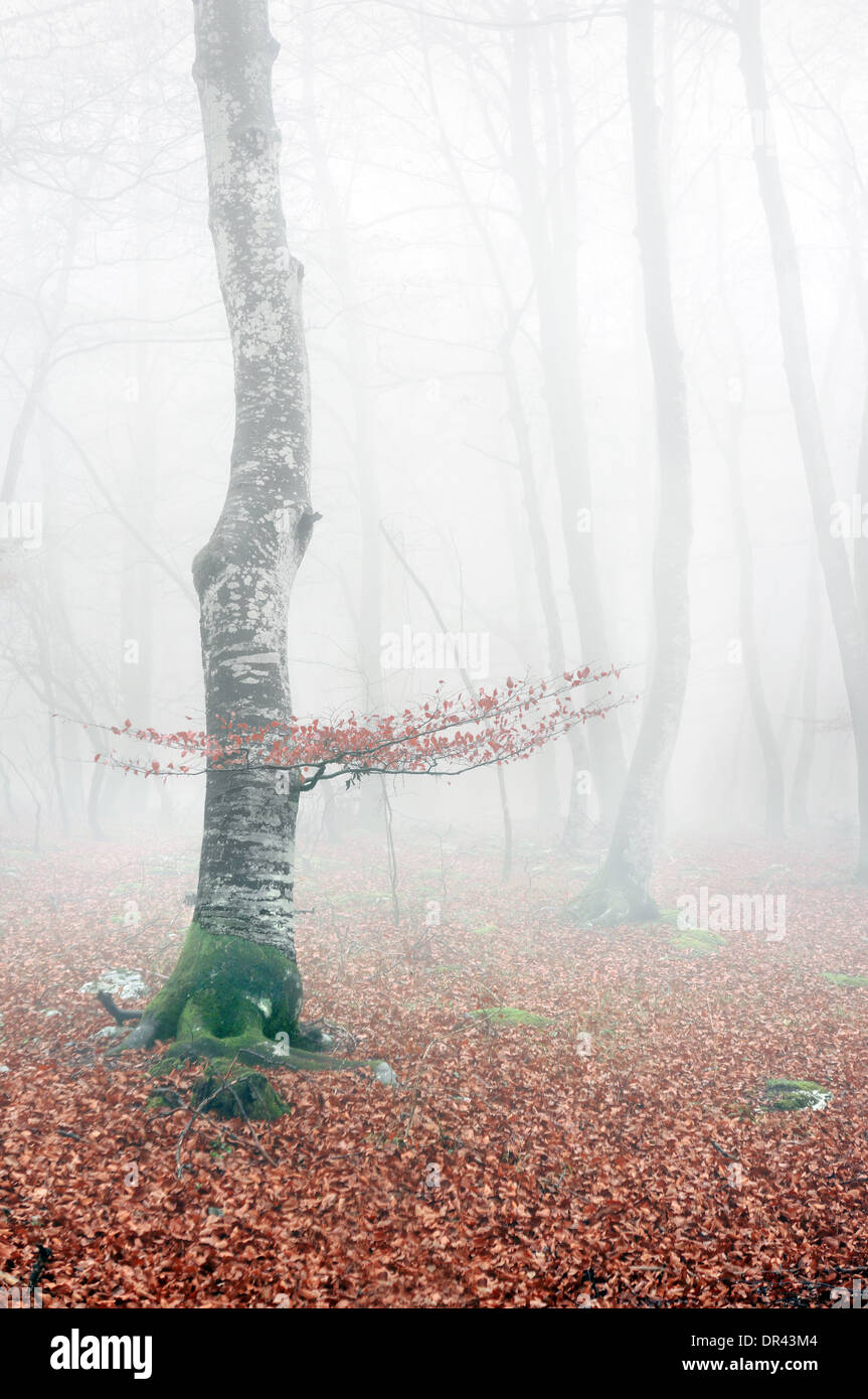 Fantasy forest fog red leaves hi-res stock photography and images - Alamy