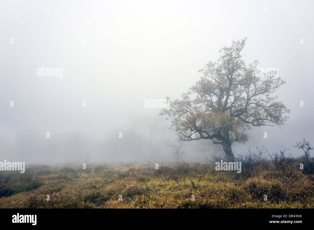 lonely tree with fog and beautiful light Stock Photo - Alamy