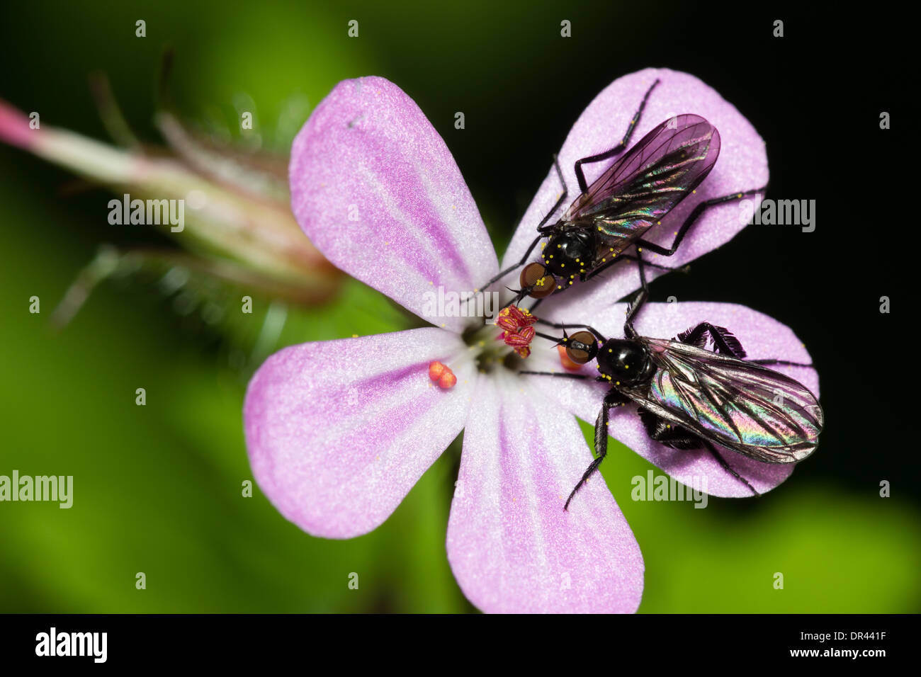 Male and female dance flies, Empis pennipes, feeding on herb robert ...