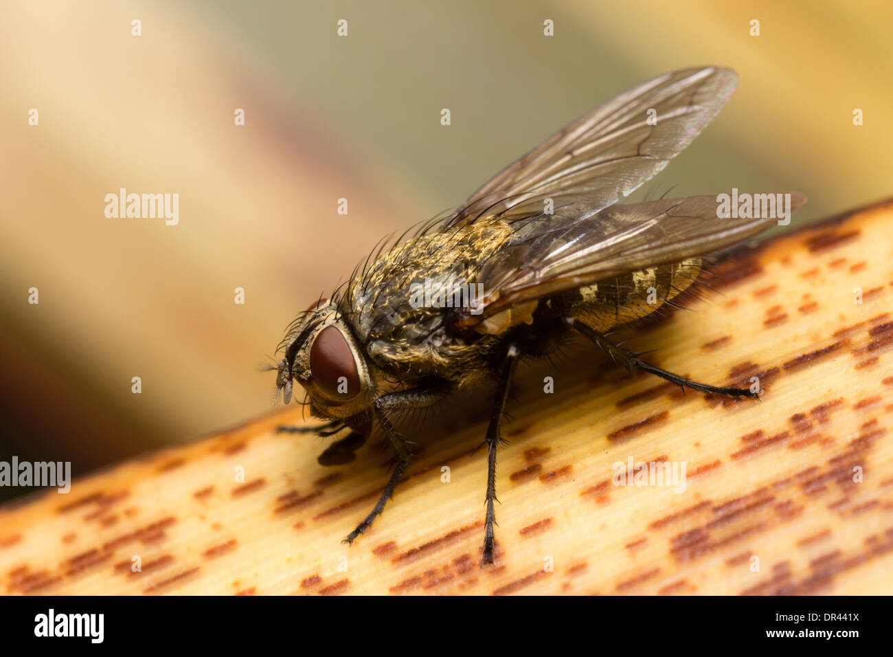 Female cluster fly, Pollenia rudis Stock Photo - Alamy