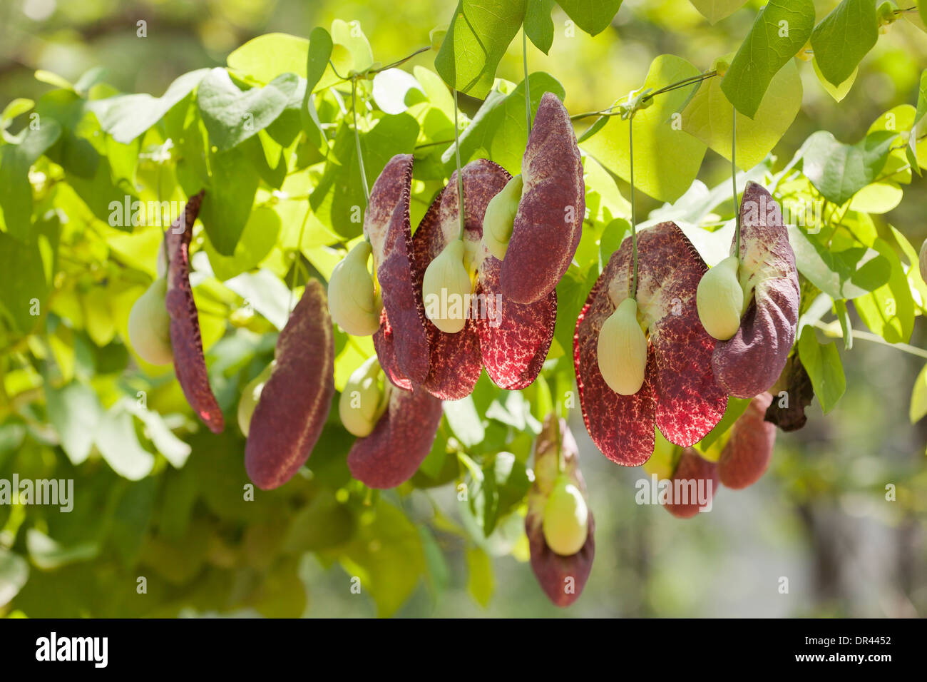 Dutchman's Pipe flower and pod Stock Photo - Alamy