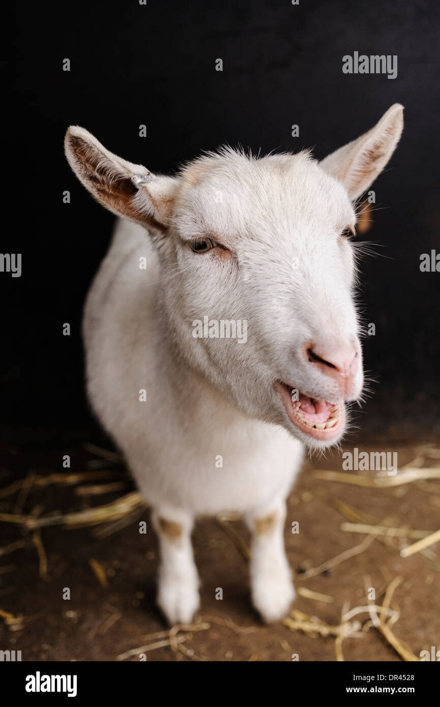 Goat teeth hi-res stock photography and images - Alamy