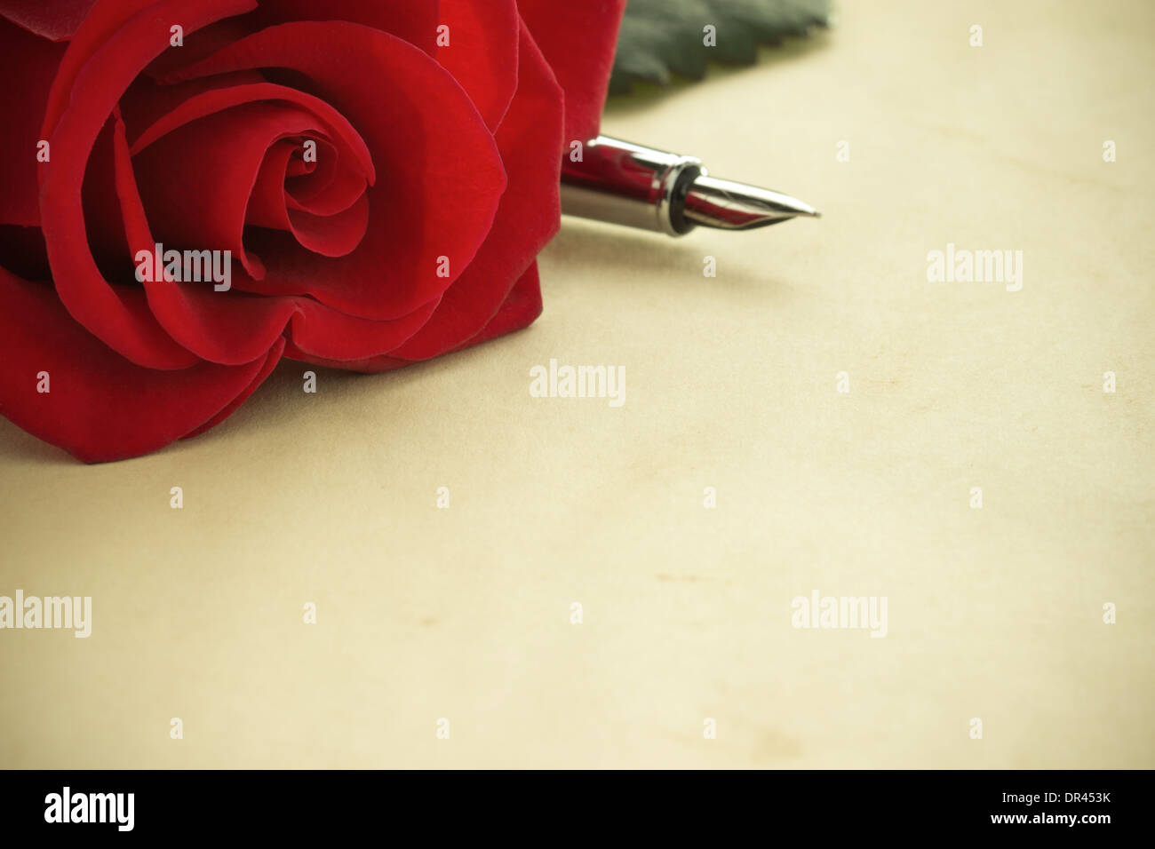 Rose on aged parchment hi-res stock photography and images - Alamy