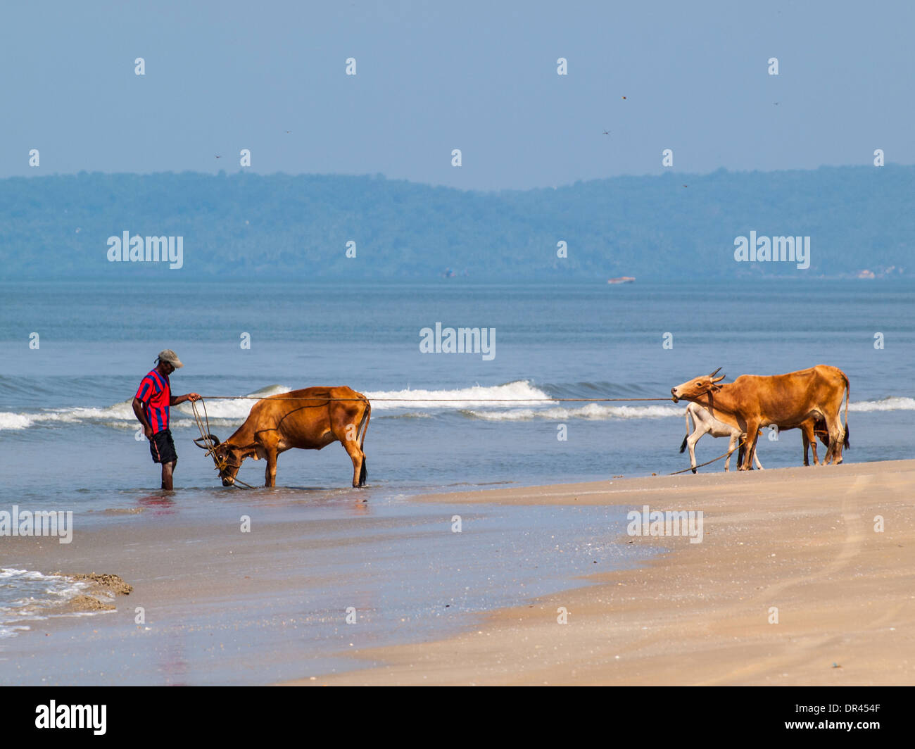 Indian family having fun hi-res stock photography and images - Alamy