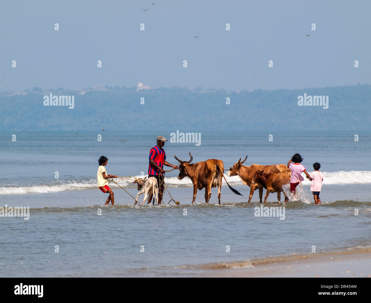 Kids And Cows Stock Photos & Kids And Cows Stock Images - Alamy