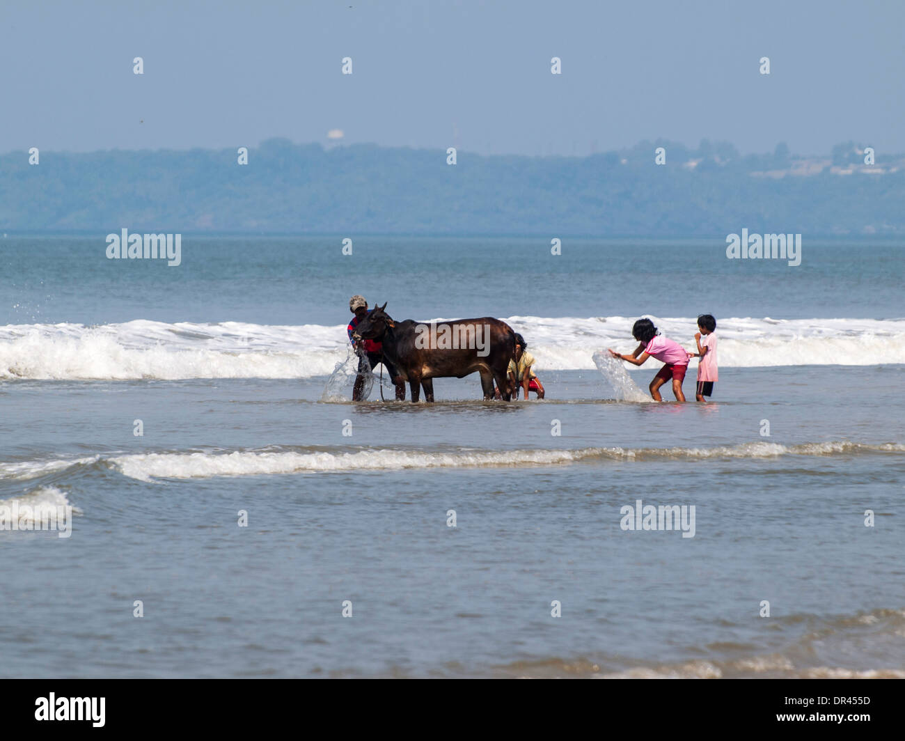 Cows family hi-res stock photography and images - Alamy