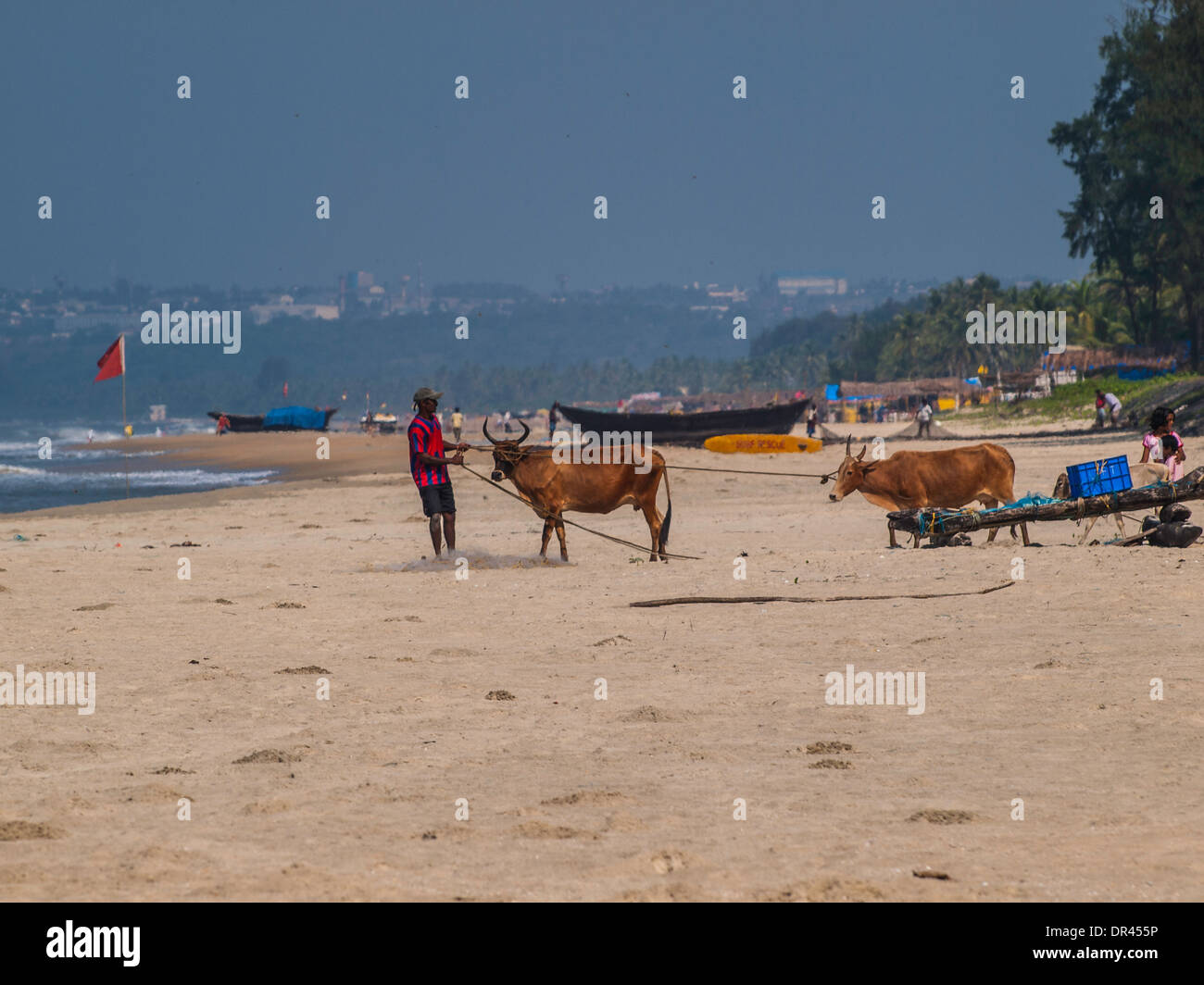 Kids and cows hi-res stock photography and images - Alamy