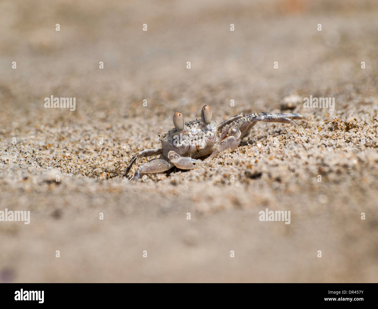 White crab in the sand Stock Photo - Alamy