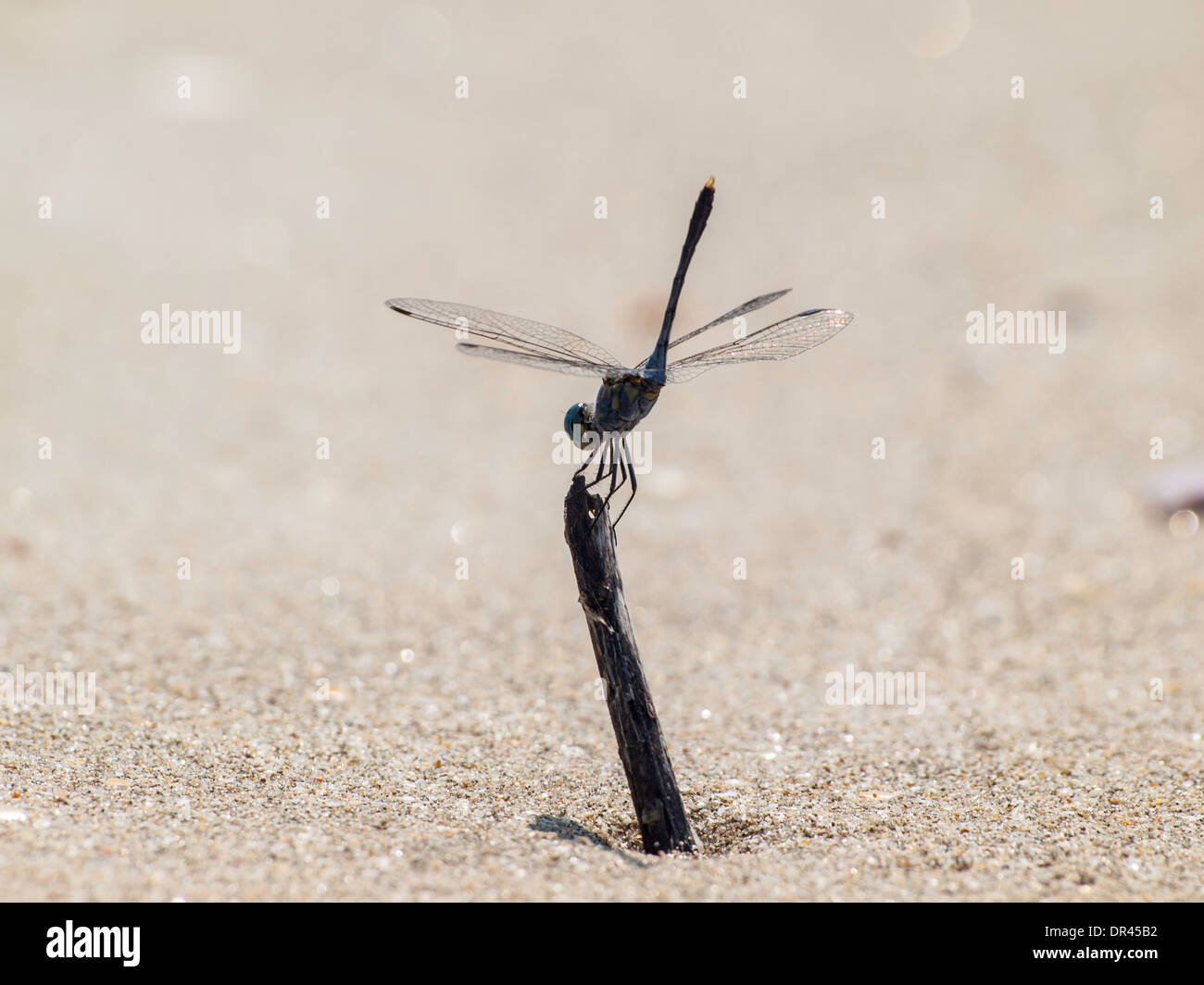 Betalbatim beach in goa hi-res stock photography and images - Alamy