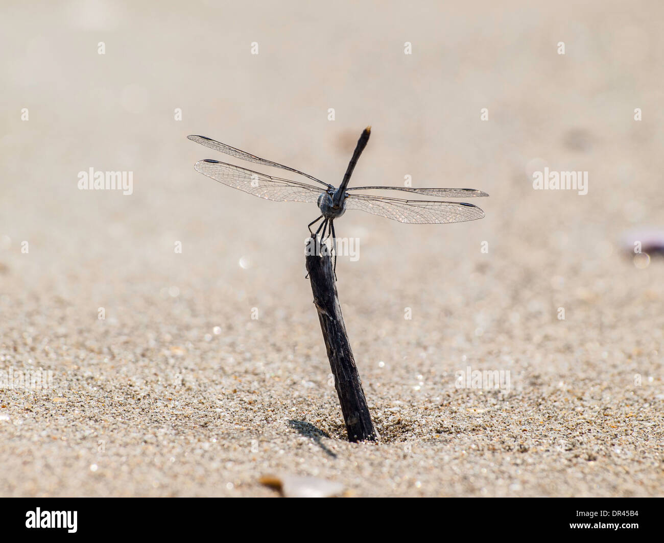 Goan beach hi-res stock photography and images - Alamy