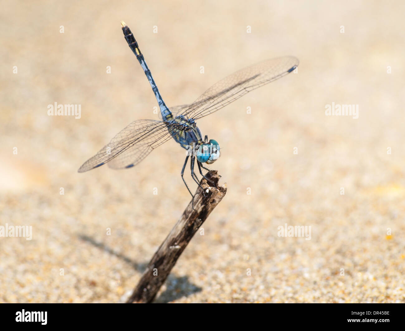 Indian dragonfly hi-res stock photography and images - Alamy