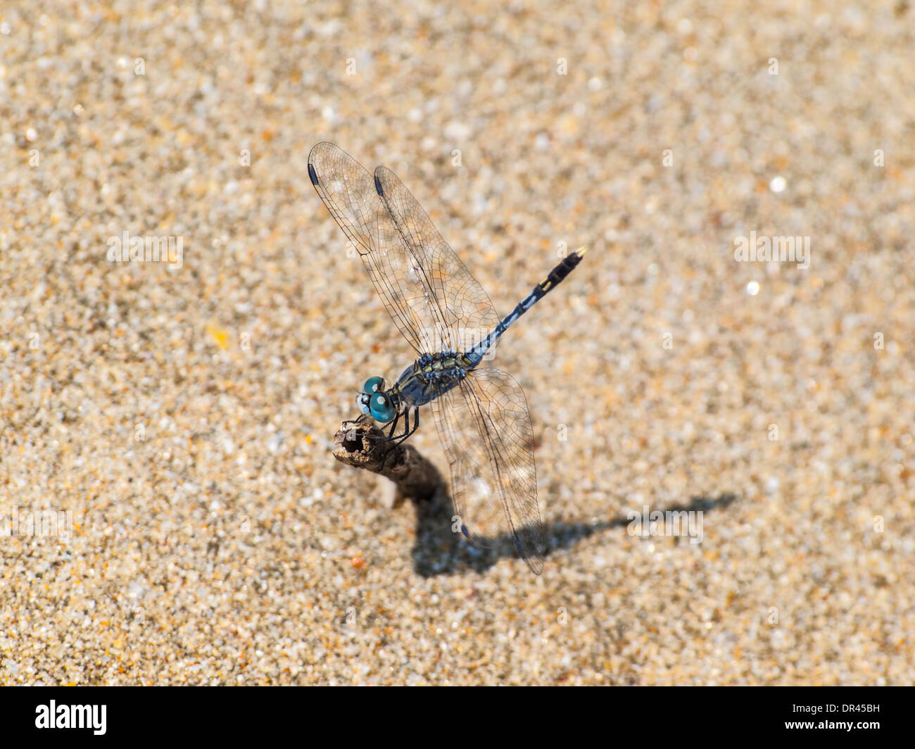 Betalbatim beach sea sand goa india hi-res stock photography and images ...