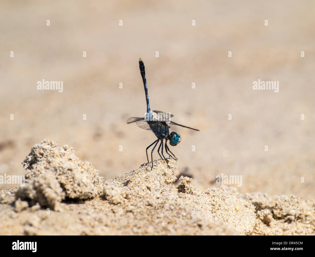 Blue dragonfly in the sand of a Goan beach Stock Photo - Alamy